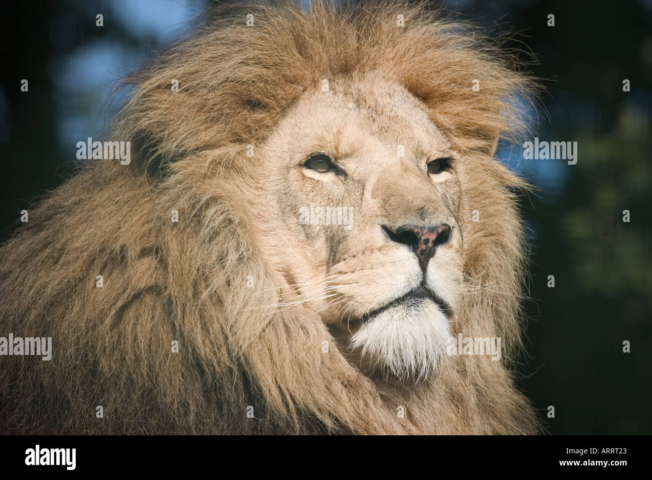 Lion Paradise Wildlife Farm Herts England UK Stock Photo - Alamy