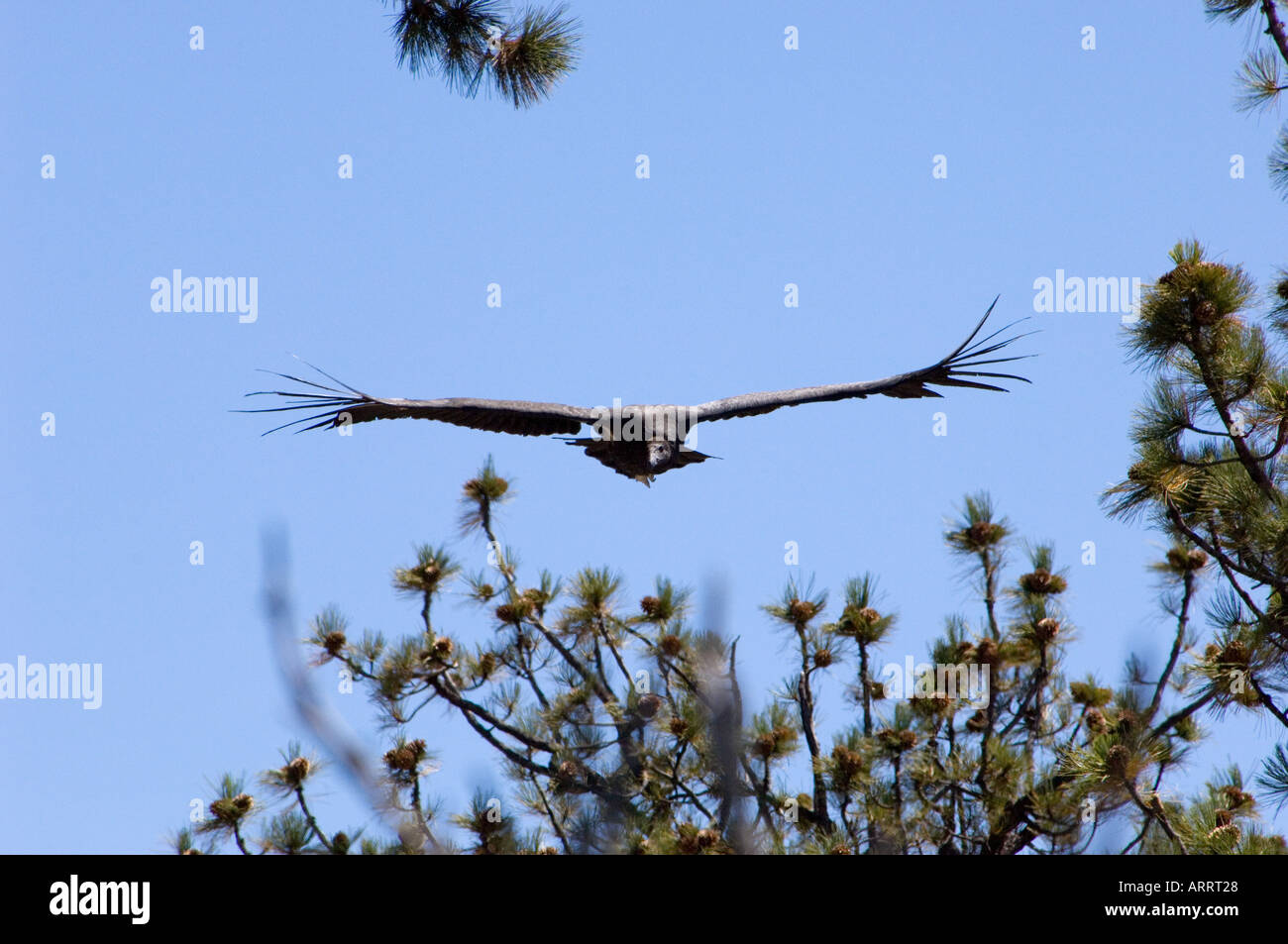 California condors hi-res stock photography and images - Alamy