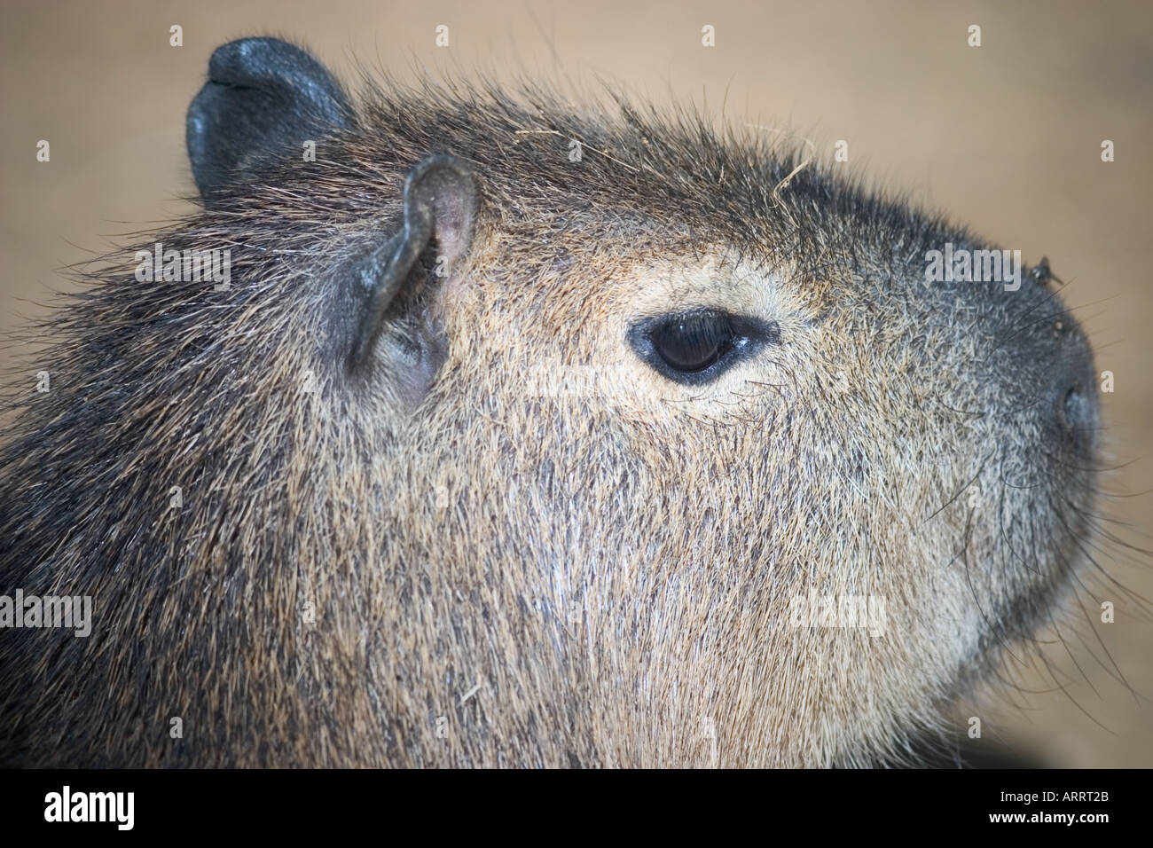 Capybara Paradise Wildlife Farm Herts England UK Stock Photo - Alamy