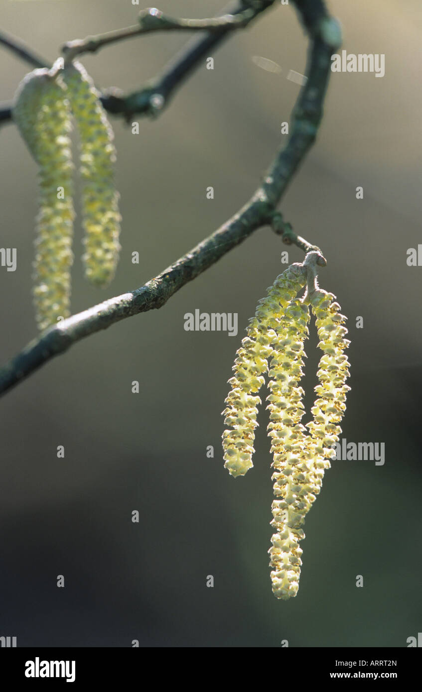 Catkins in spring sunshine Stock Photo - Alamy