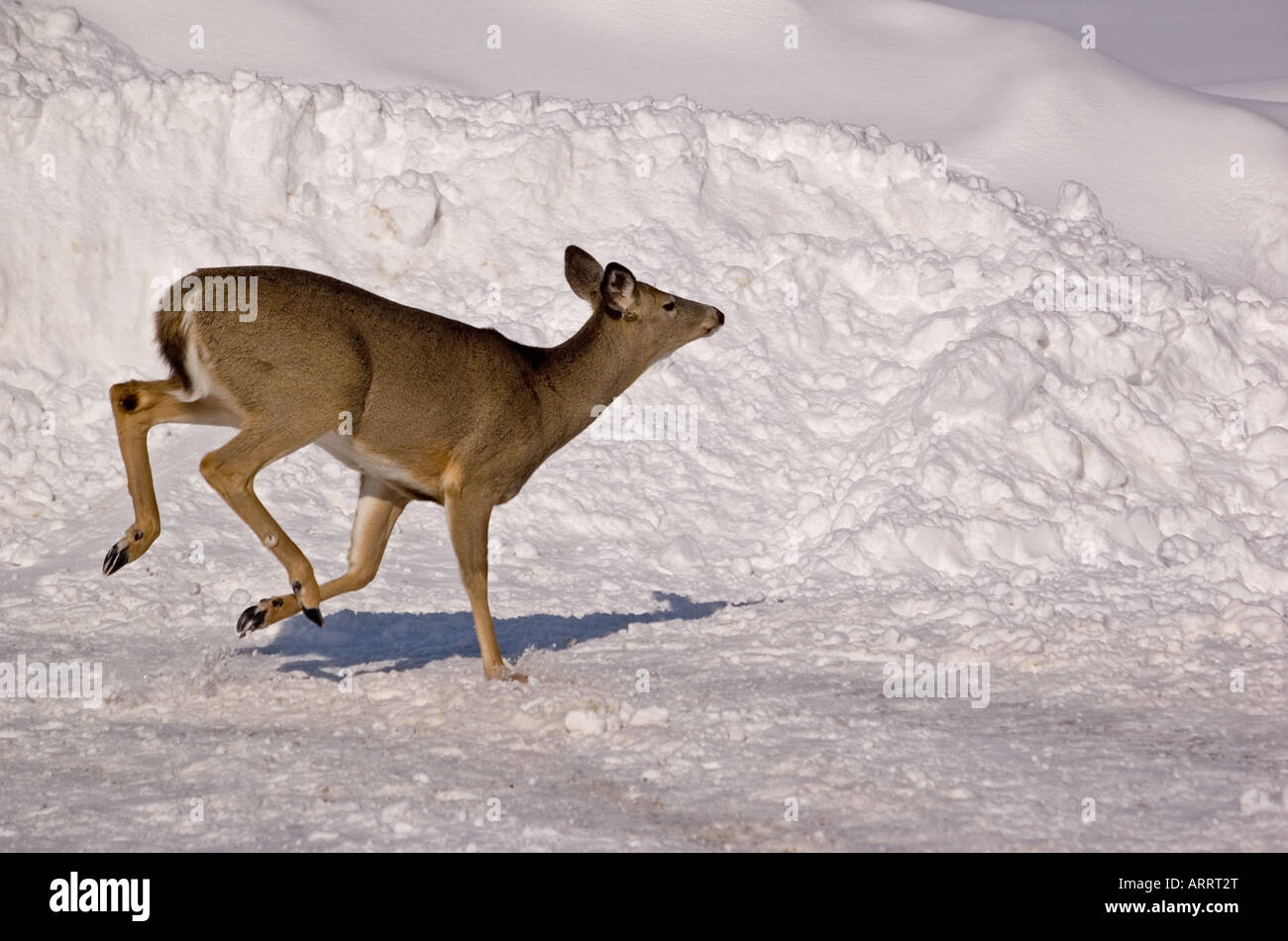 Running deer hi-res stock photography and images - Alamy