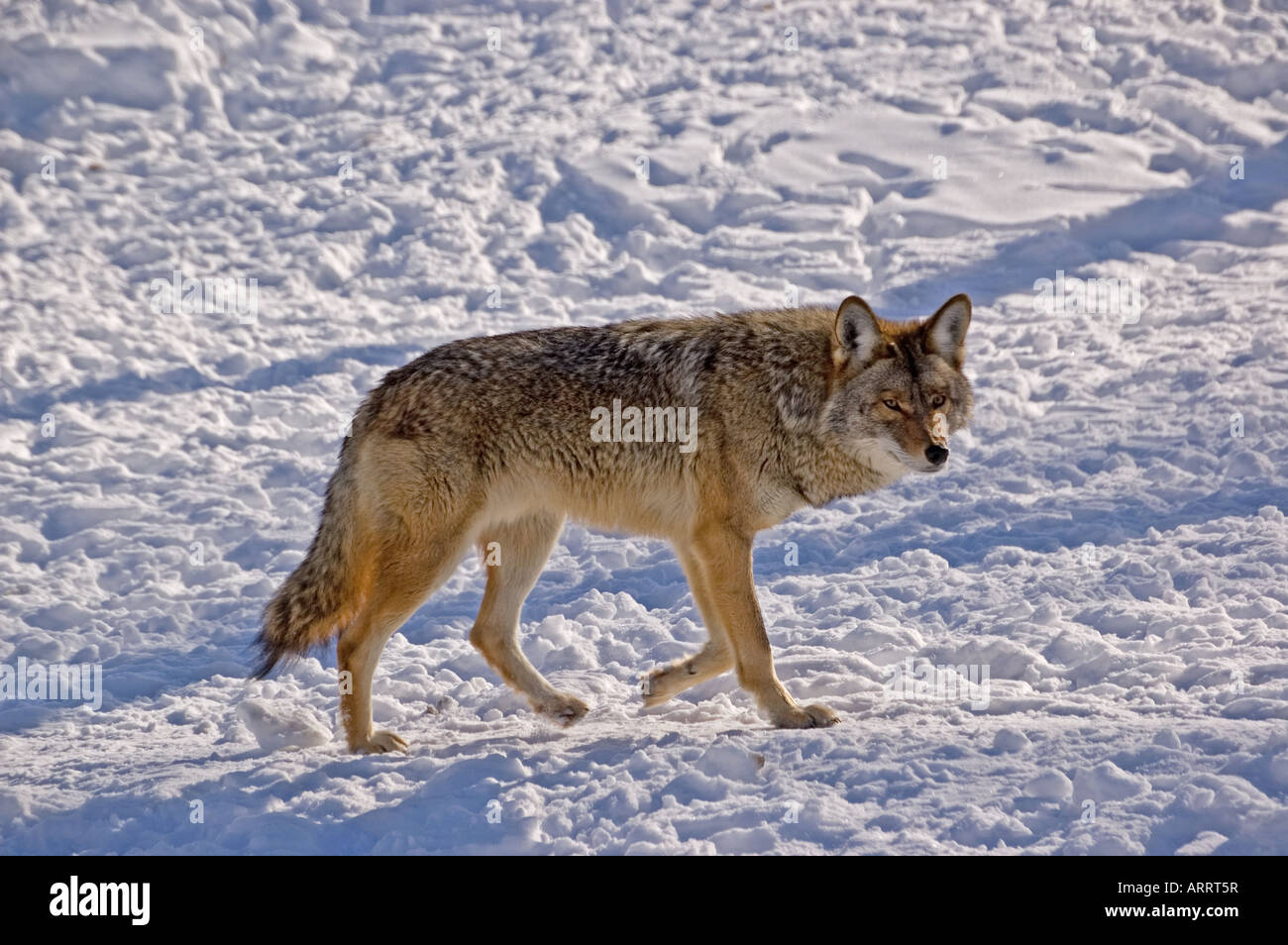 A Single coyote Stock Photo - Alamy