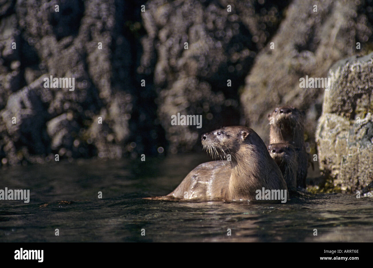 North American river otter (Lutra canadensis), Female with cubs ...