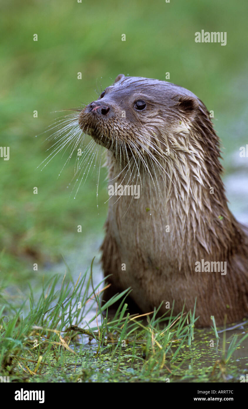 European otter, (Lutra lutra), Captive; British Wildlife Centre, UK ...