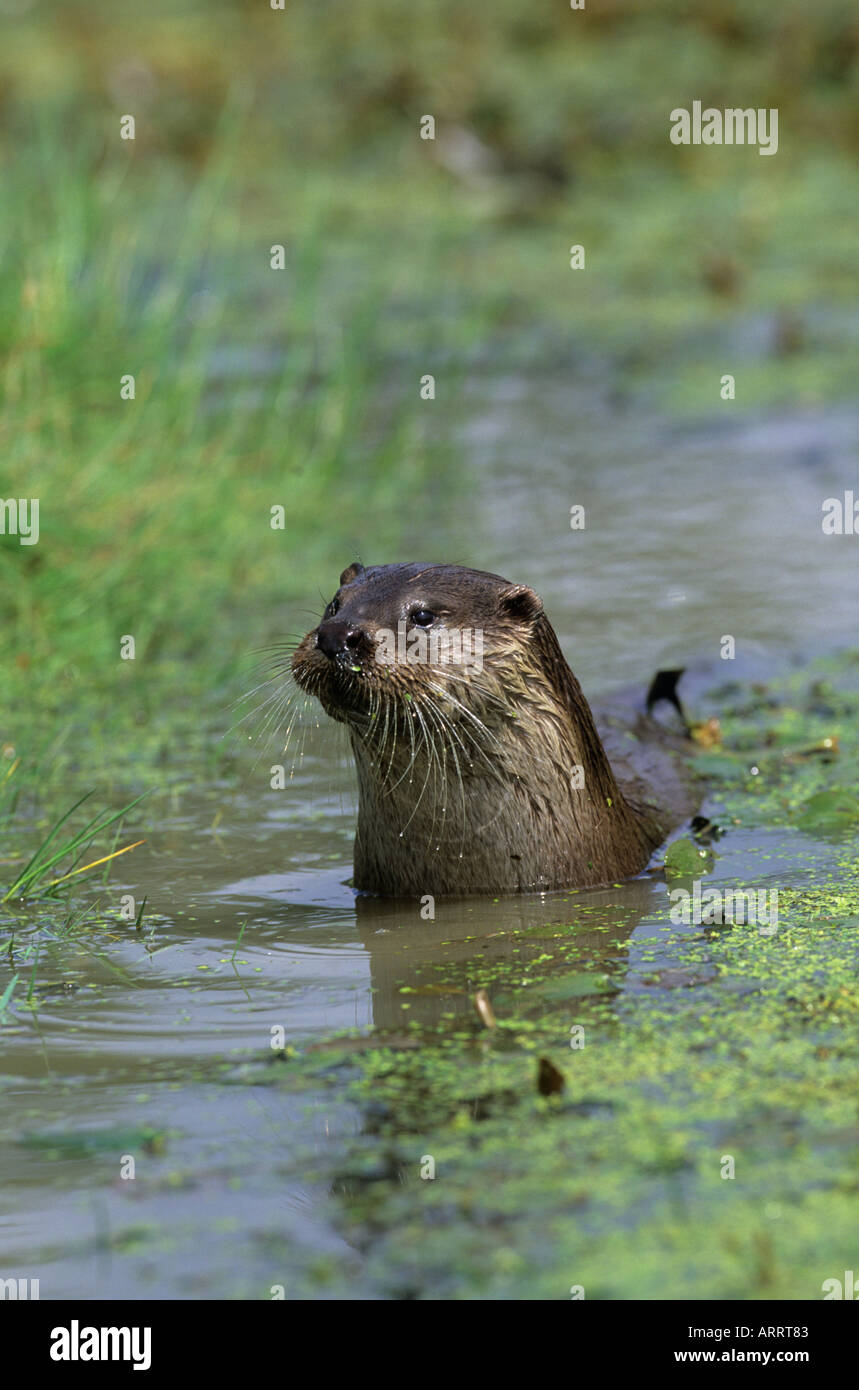 European otter, (Lutra lutra), Captive; British Wildlife Centre, UK ...