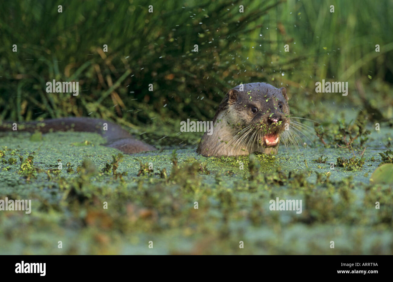European otter, (Lutra lutra), Captive; British Wildlife Centre, UK ...