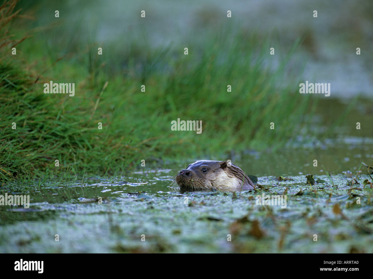 European otter, (Lutra lutra), Captive; British Wildlife Centre, UK ...