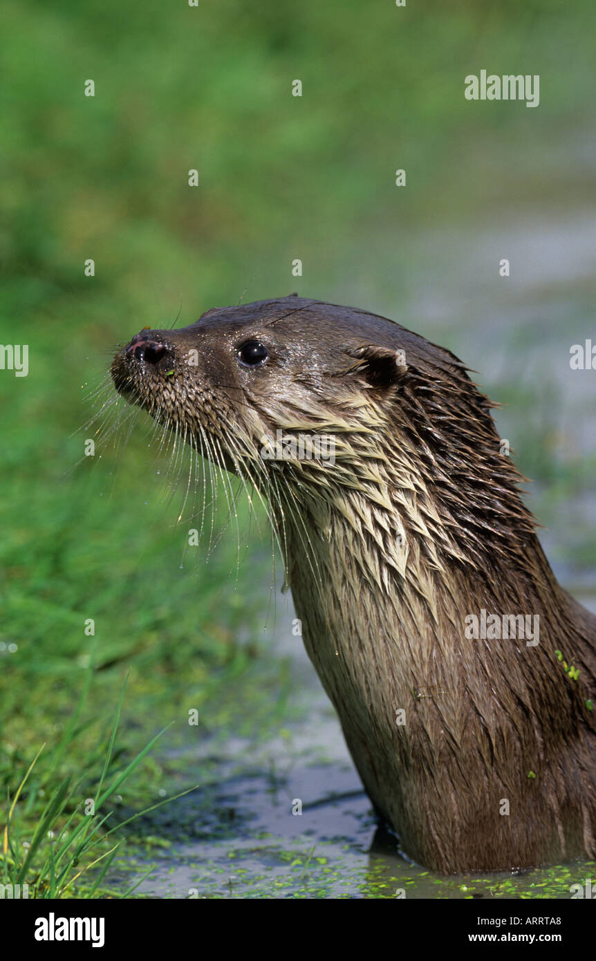 European otter, (Lutra lutra), Captive; British Wildlife Centre, UK ...