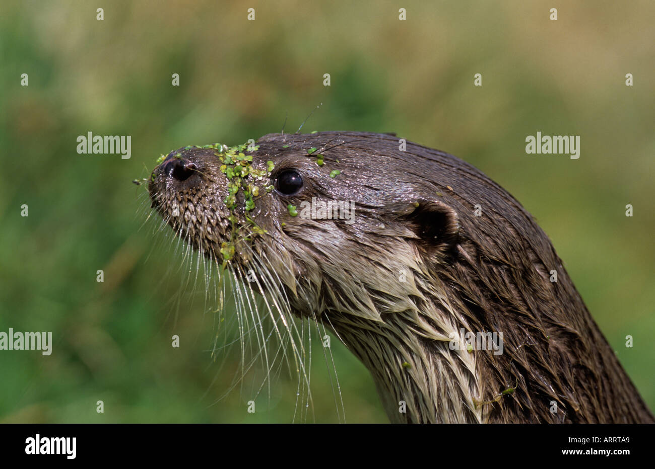 European otter, (Lutra lutra), Captive; British Wildlife Centre, UK ...