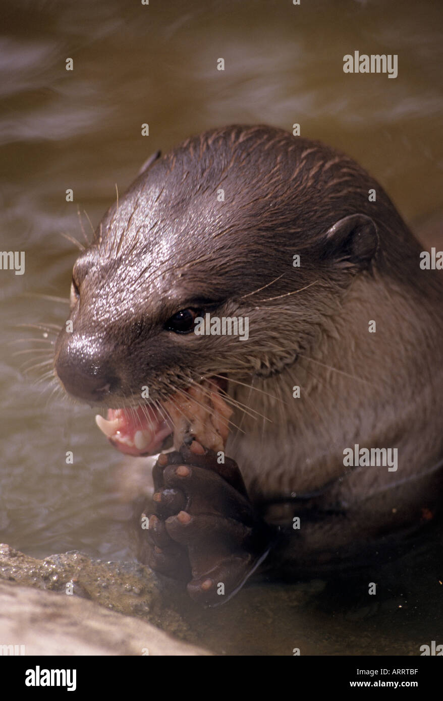 Smooth coated Otter (Lutrogale perspicillata) Captive, Phnom Tamao ...
