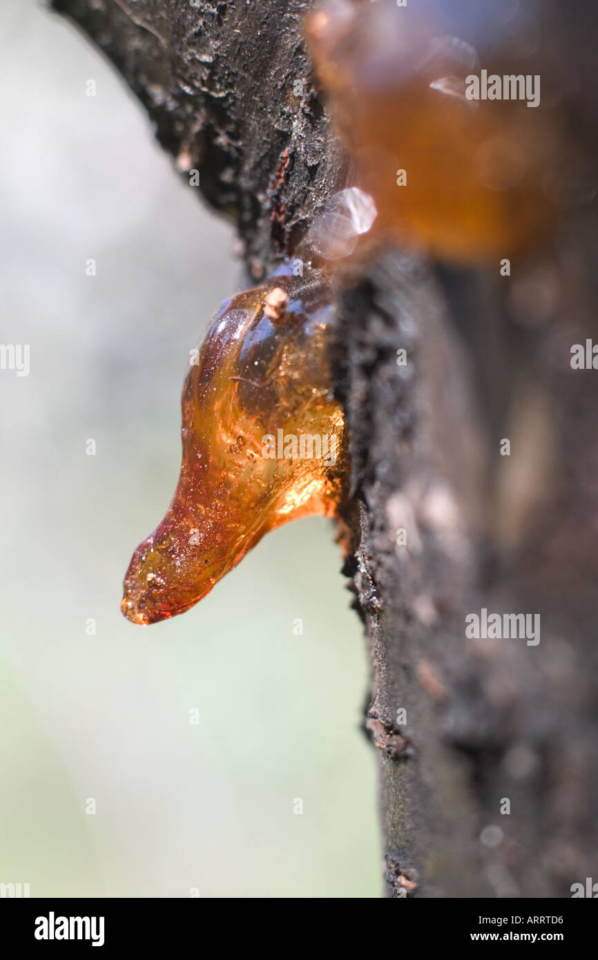 Amber cherry tree hi-res stock photography and images - Alamy