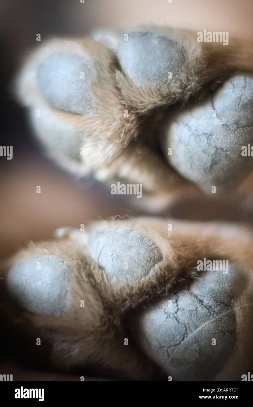 Dog feet pads hi-res stock photography and images - Alamy
