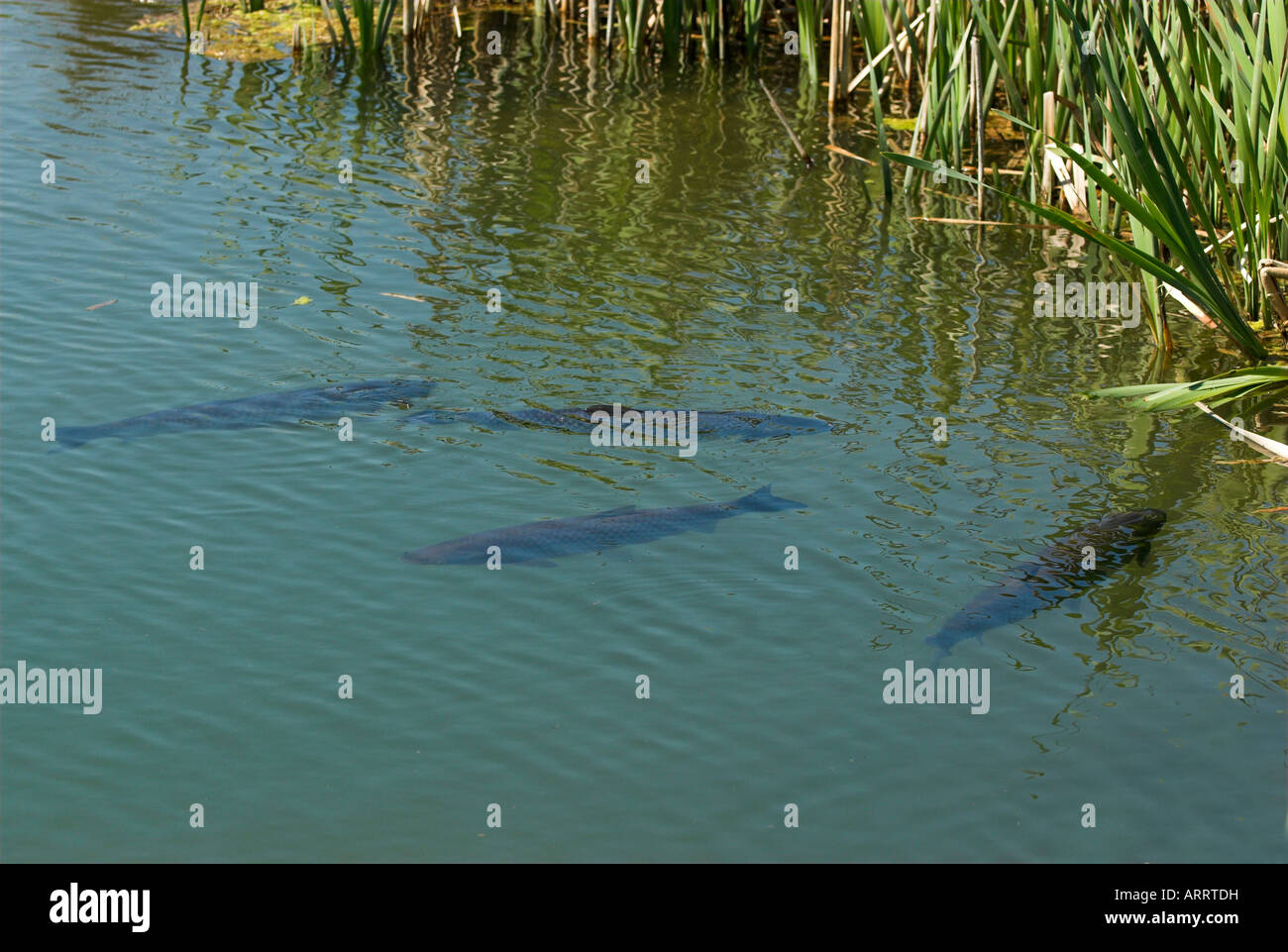 Common carp on surface hi-res stock photography and images - Alamy