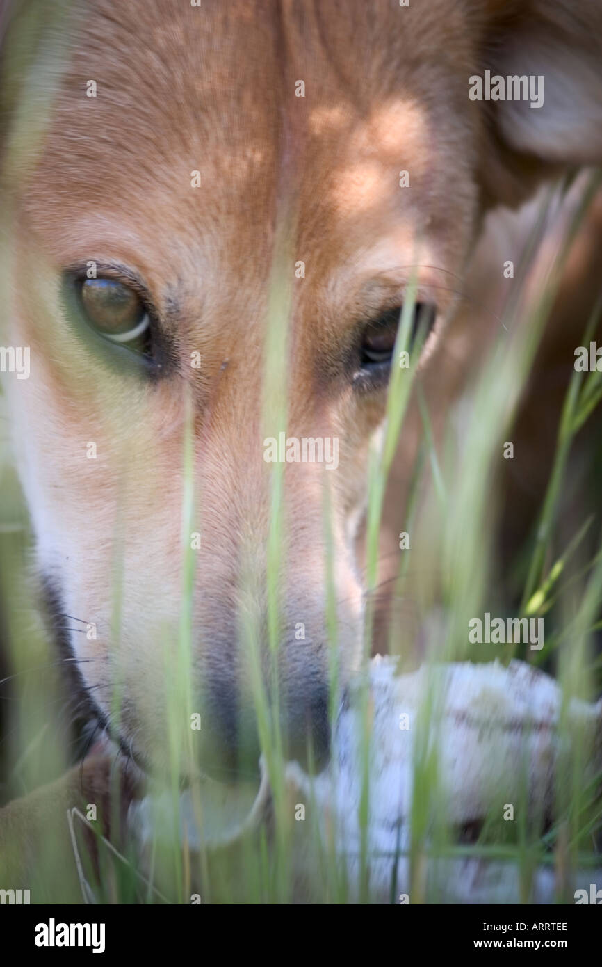 Dog chewing a bone Stock Photo - Alamy