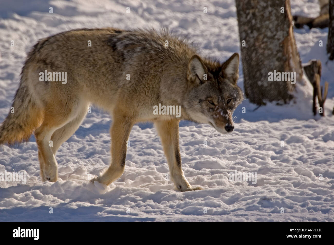 A Walking Coyote Stock Photo - Alamy