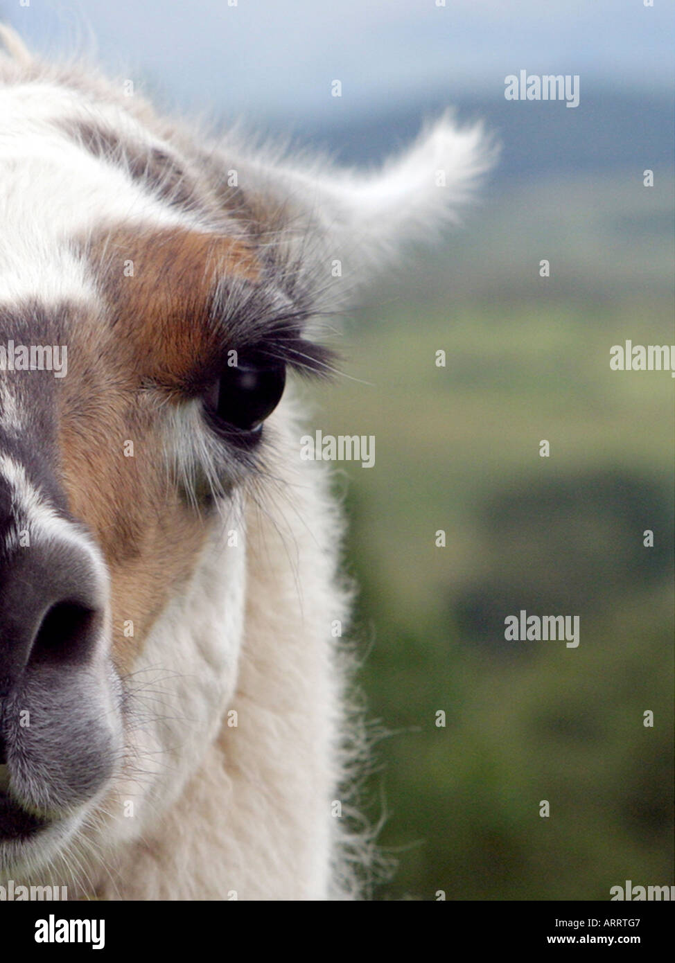The headshot of a lama Stock Photo - Alamy