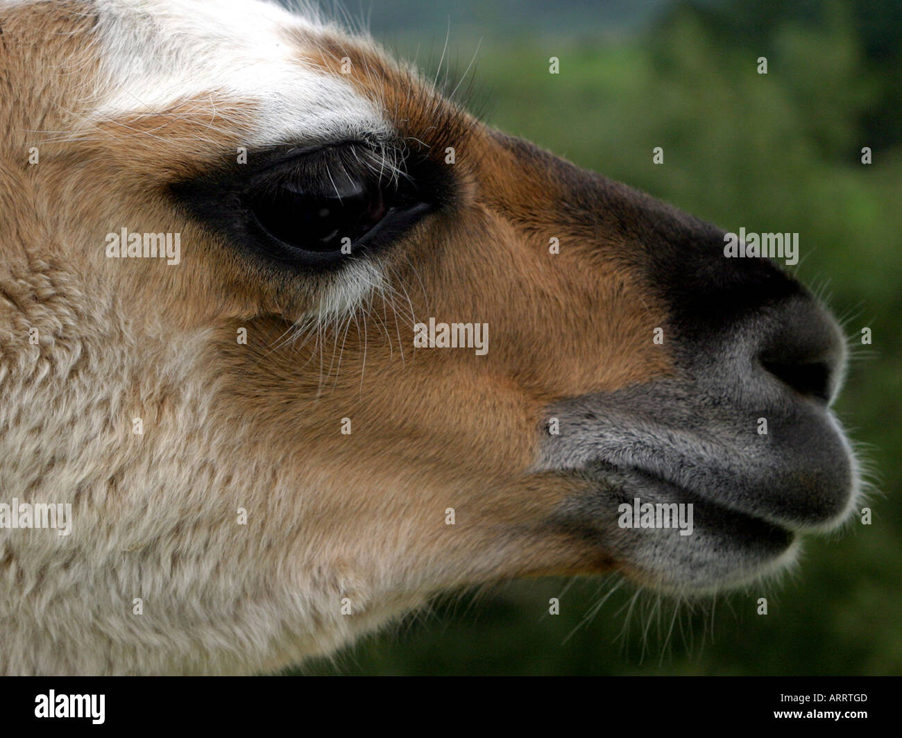 Mouth Nose Lama High Resolution Stock Photography and Images - Alamy