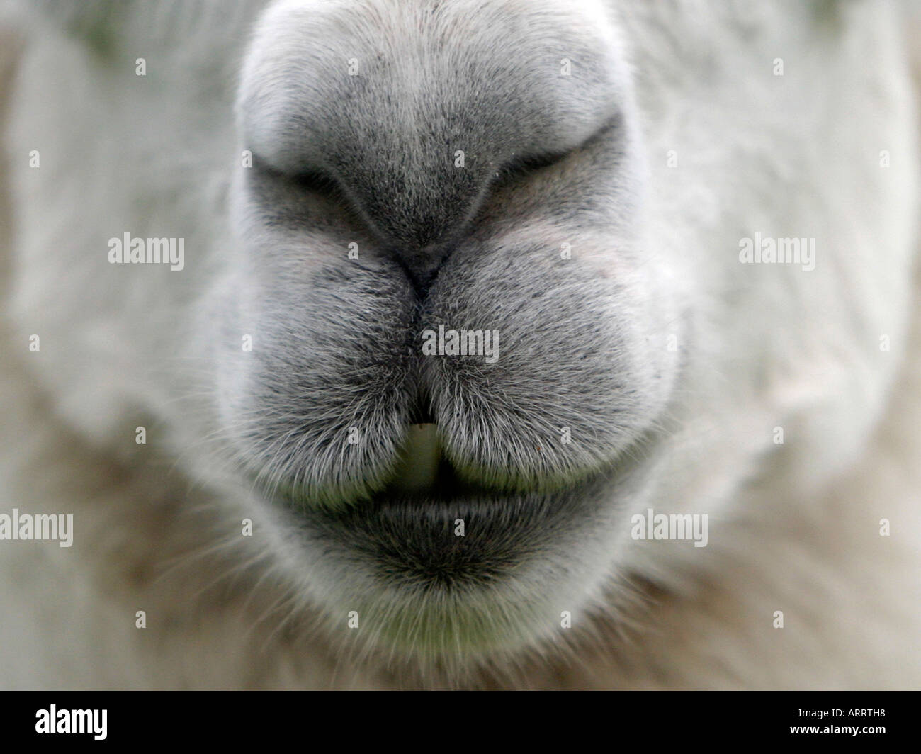 The mouth and nose of a lama Stock Photo - Alamy
