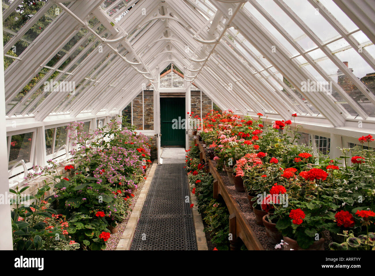 INSIDE A VICTORIAN GREENHOUSE Stock Photo - Alamy