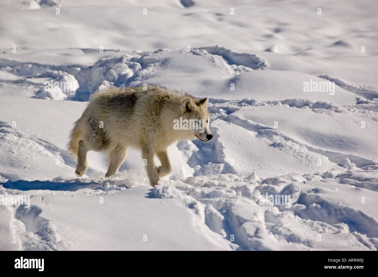 An Arctic Wolf Stock Photo - Alamy