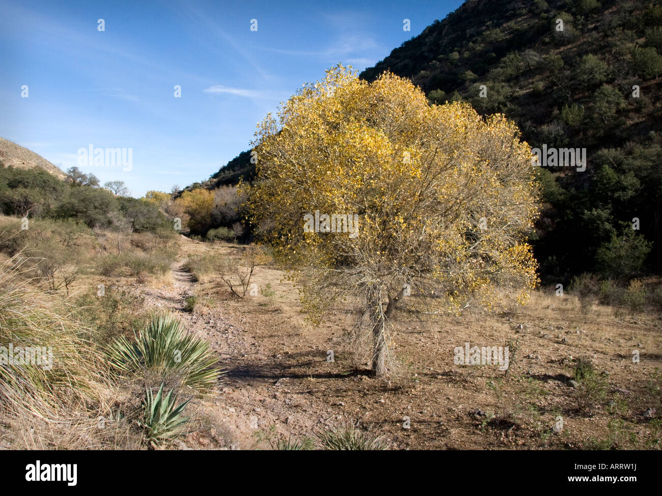 Fall in the Sonoran Desert. Typical terrain in the Santa Rita Mountains ...