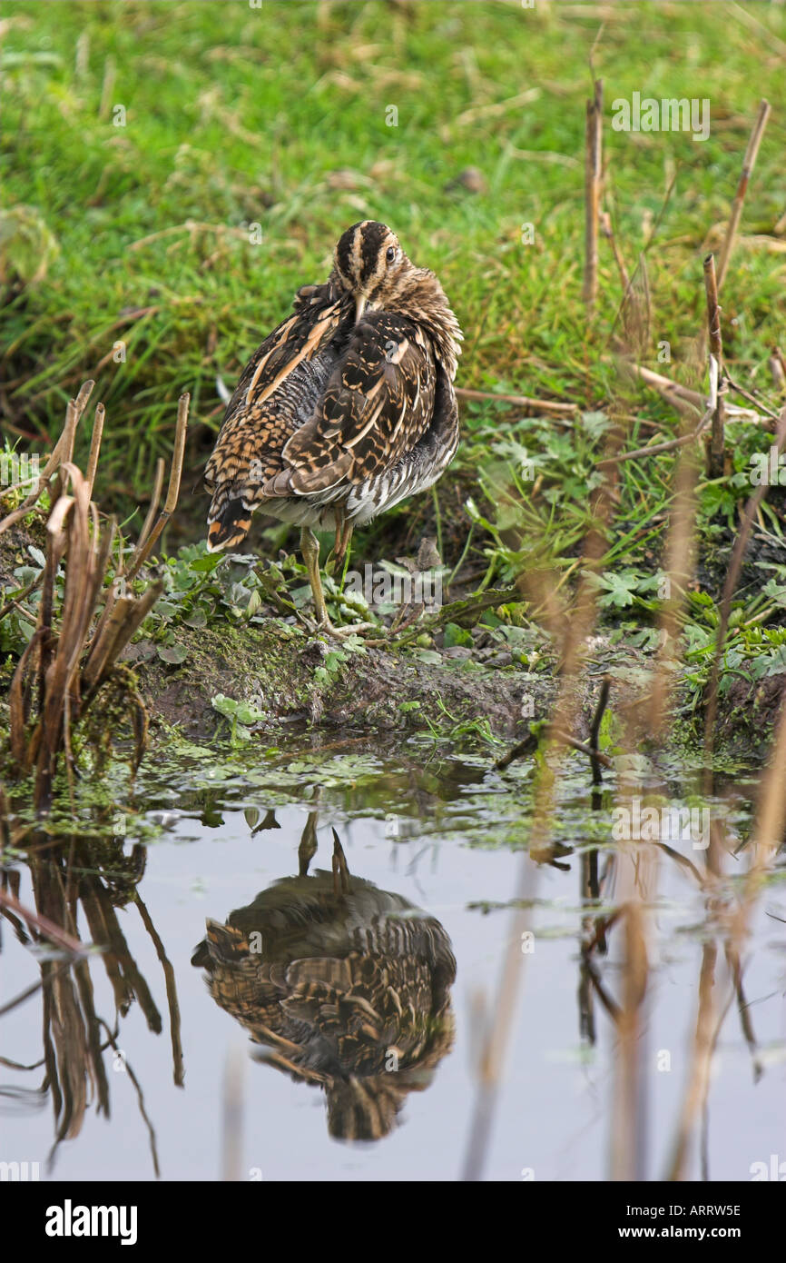 Common Snipe Gallinago gallinago on waters edge with reflection beak ...