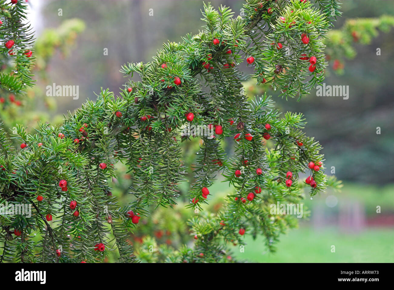 Yew Taxus baccata with red berries or aril Kent UK autumn Stock Photo ...