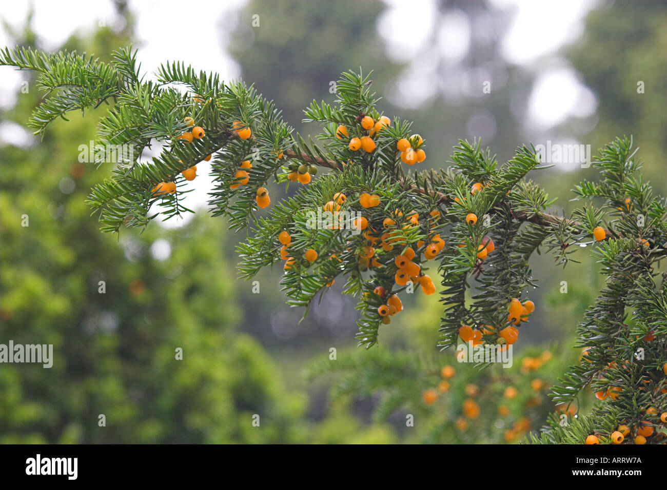 Yew Taxus baccata with yellow berries or aril Kent UK autumn Stock ...