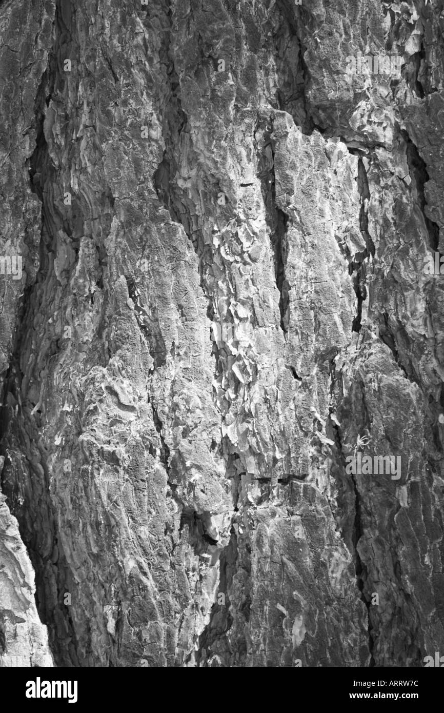 Rugged tree bark Black and White Stock Photos & Images - Alamy