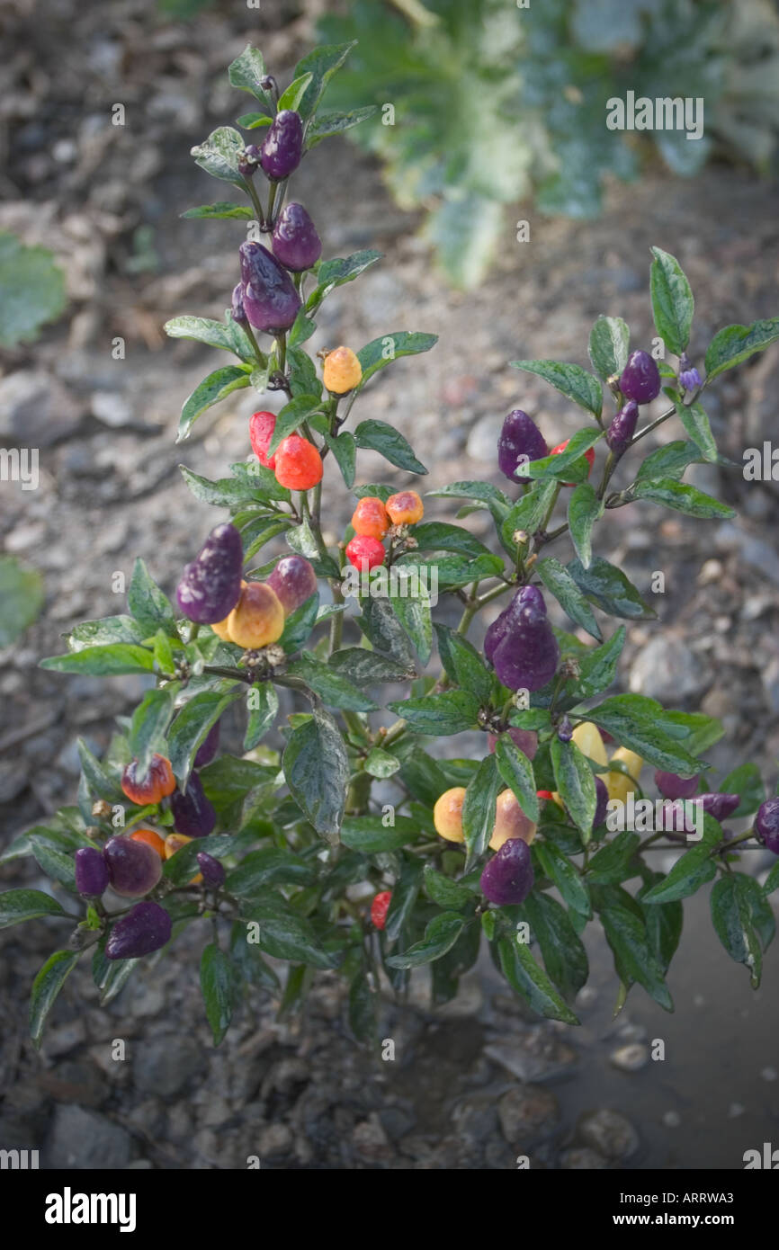 Chili pepper plant Stock Photo - Alamy