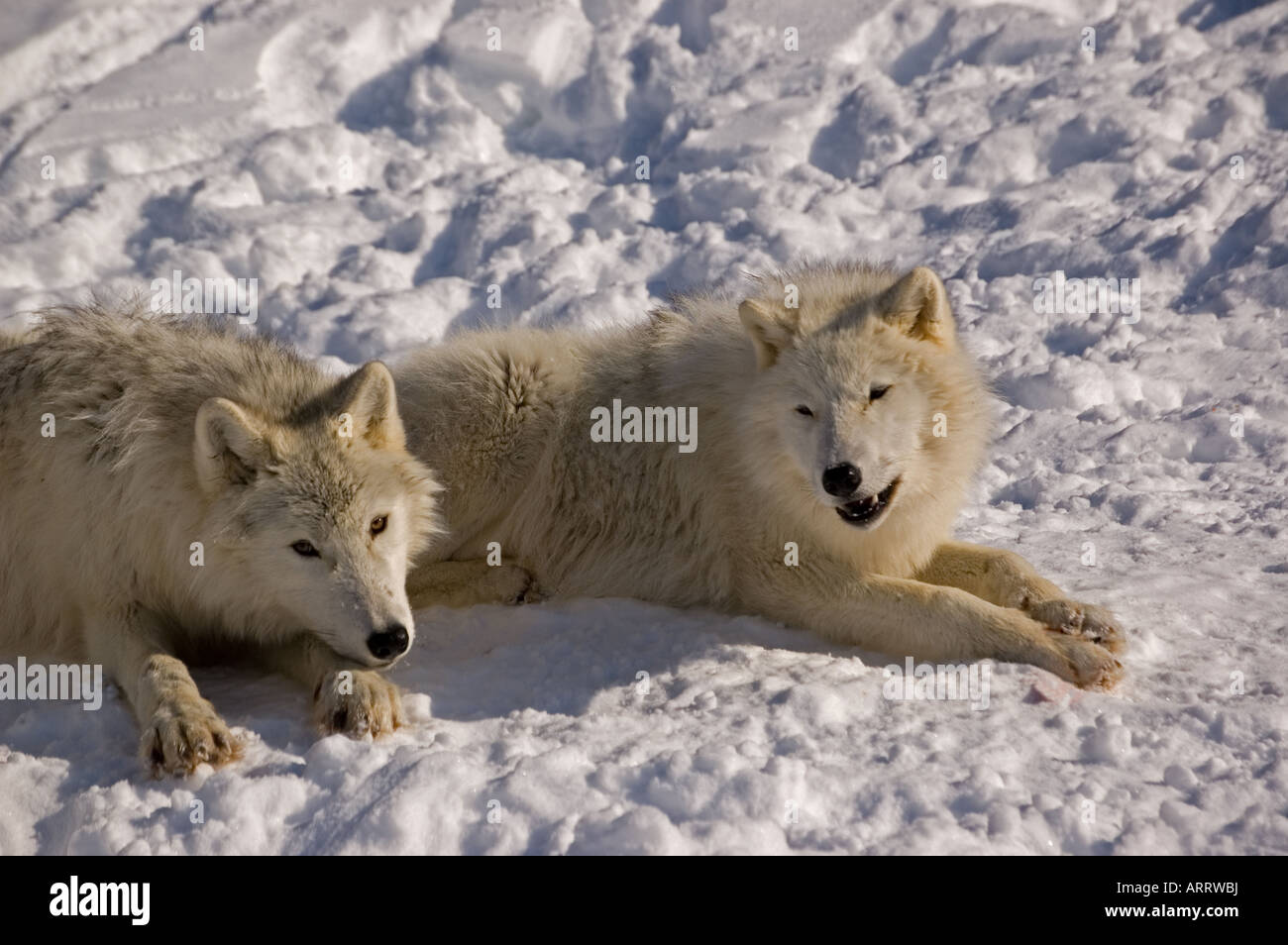 A Pair of Arctic Wolves Stock Photo - Alamy
