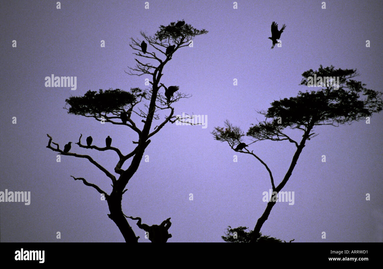 Vultures roosting in trees, Chile Stock Photo - Alamy
