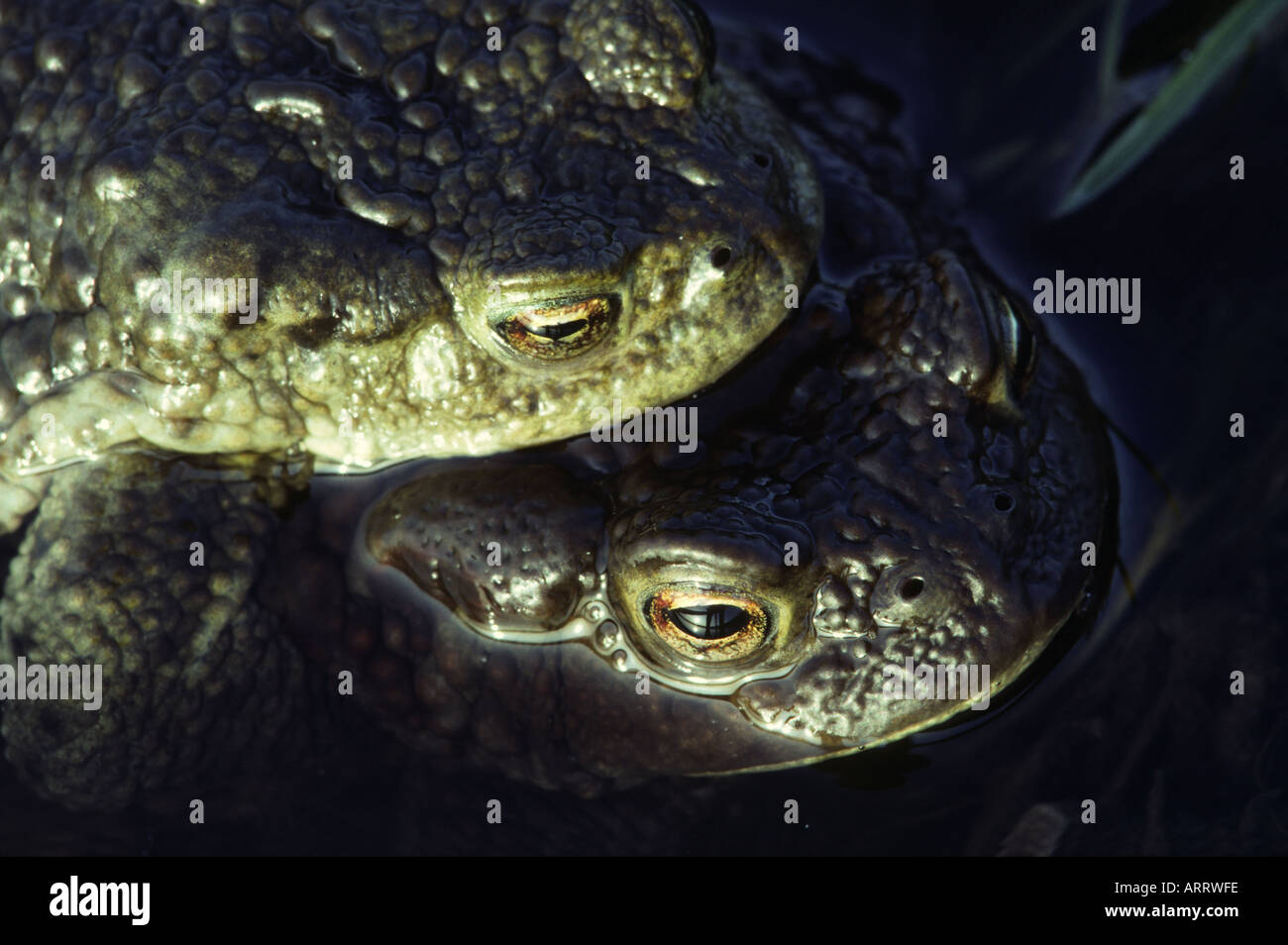 Love toads hi-res stock photography and images - Alamy