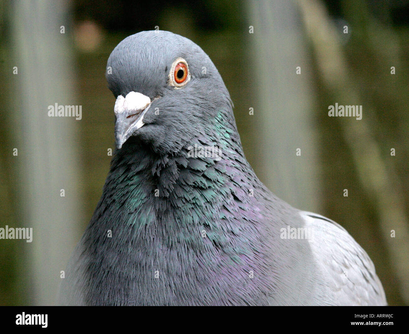 Pigeon behind bars hi-res stock photography and images - Alamy