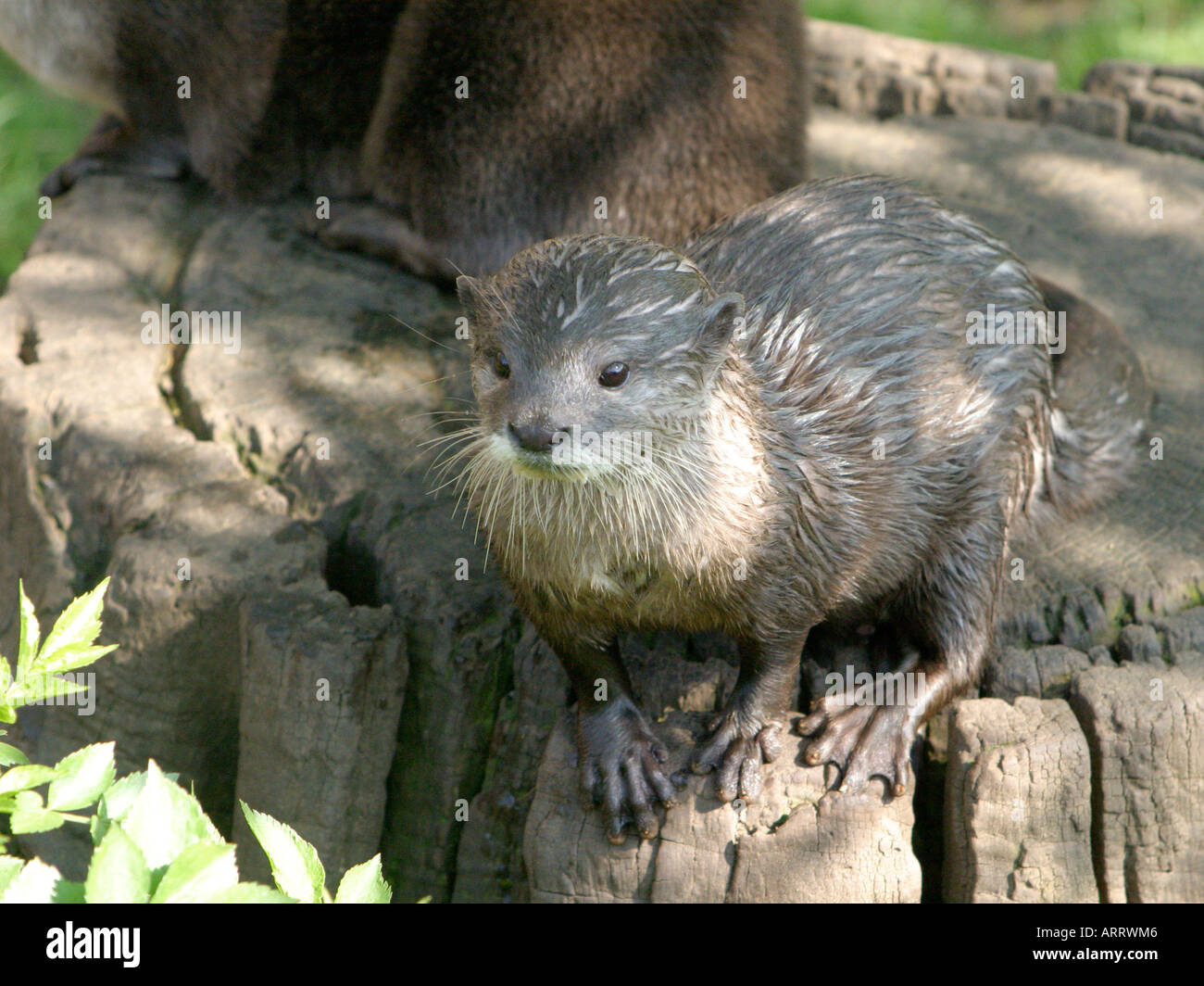 An otter sitting on a tree stump Stock Photo - Alamy