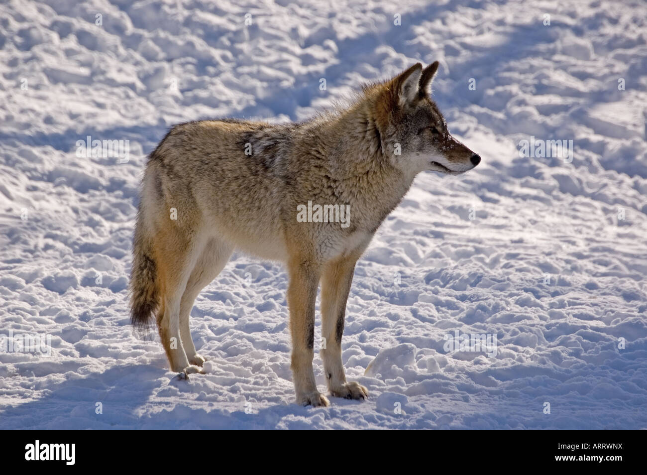 Prairie Wolf Stock Photos & Prairie Wolf Stock Images - Alamy
