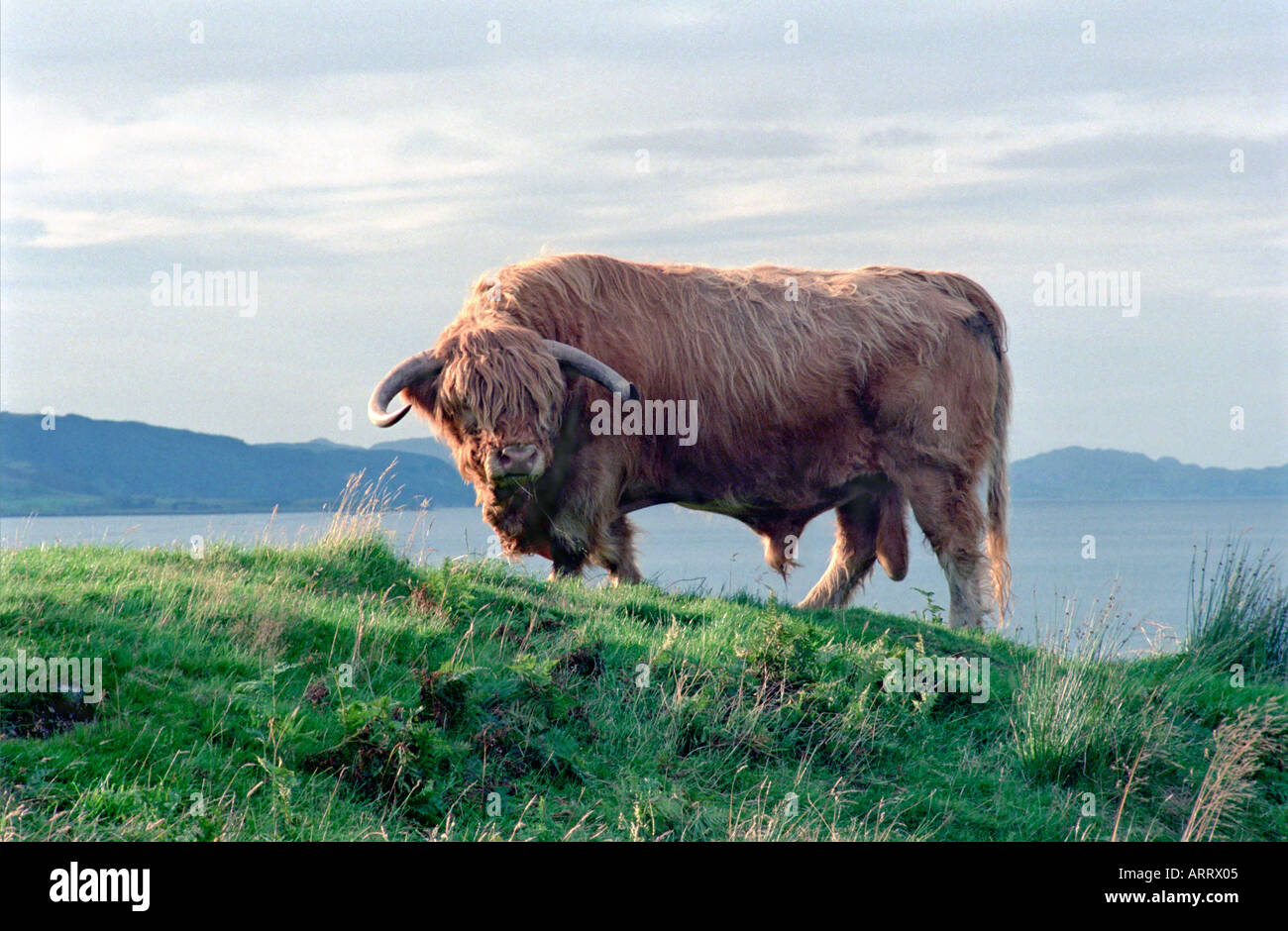 Bull pose hi-res stock photography and images - Alamy