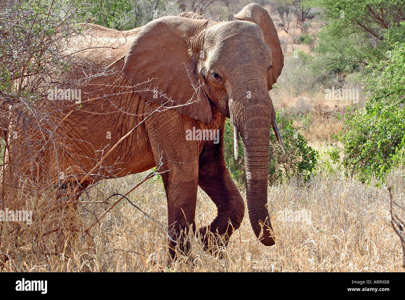 Elephant in musk hi-res stock photography and images - Alamy