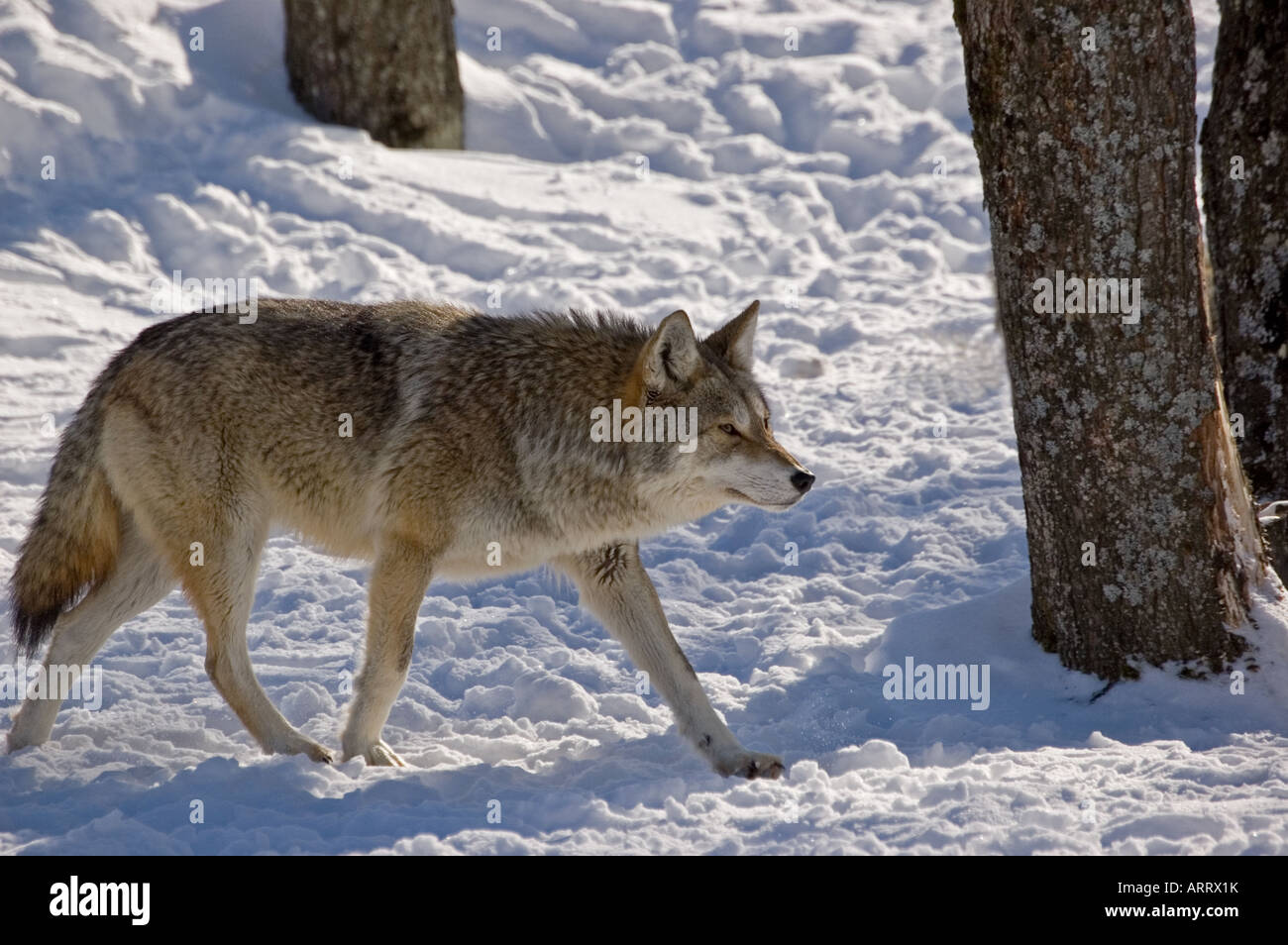 Walking coyote hi-res stock photography and images - Alamy