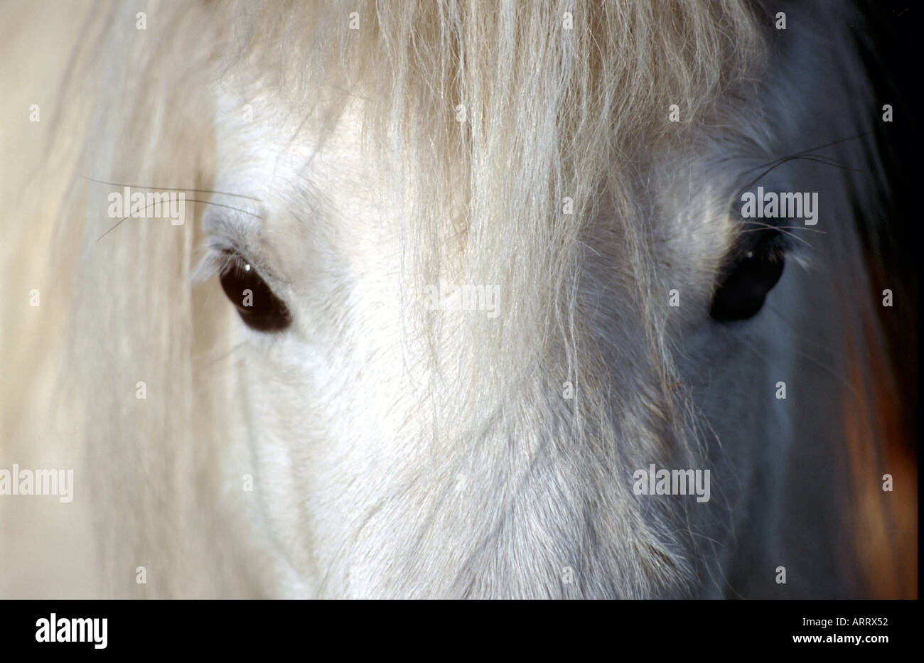 Face White horse forelock Stock Photo - Alamy