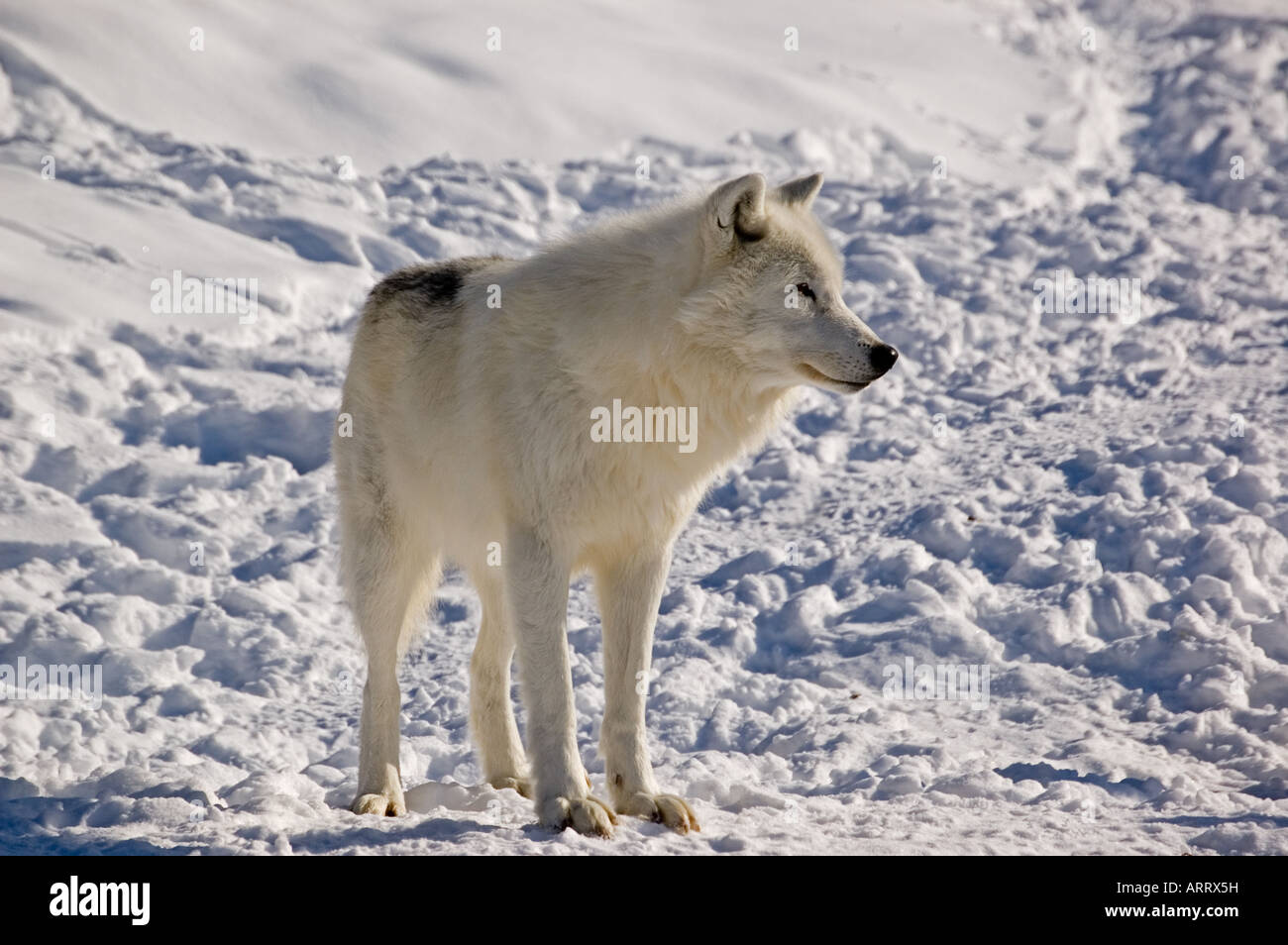 Arctic wolf hi-res stock photography and images - Alamy