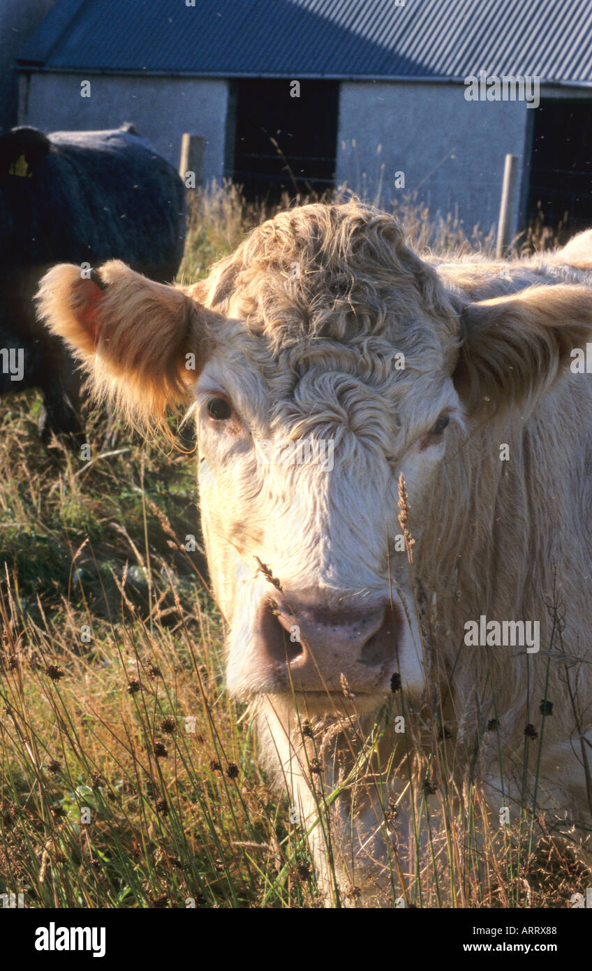 Dairy cow covered with flies Stock Photo - Alamy