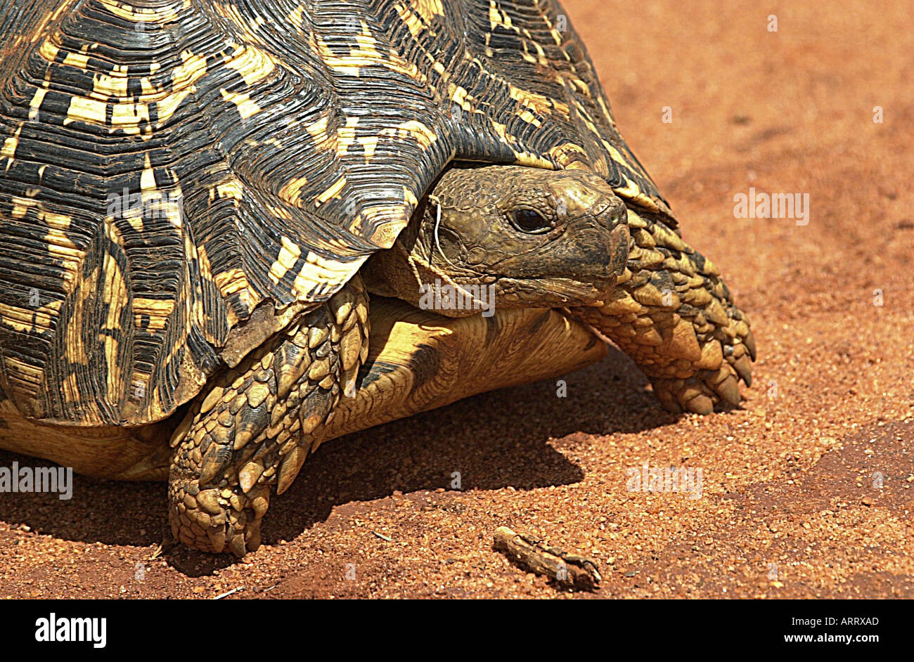Leopard Tortoise in Tsavo West National Park Kenya the most commonly ...