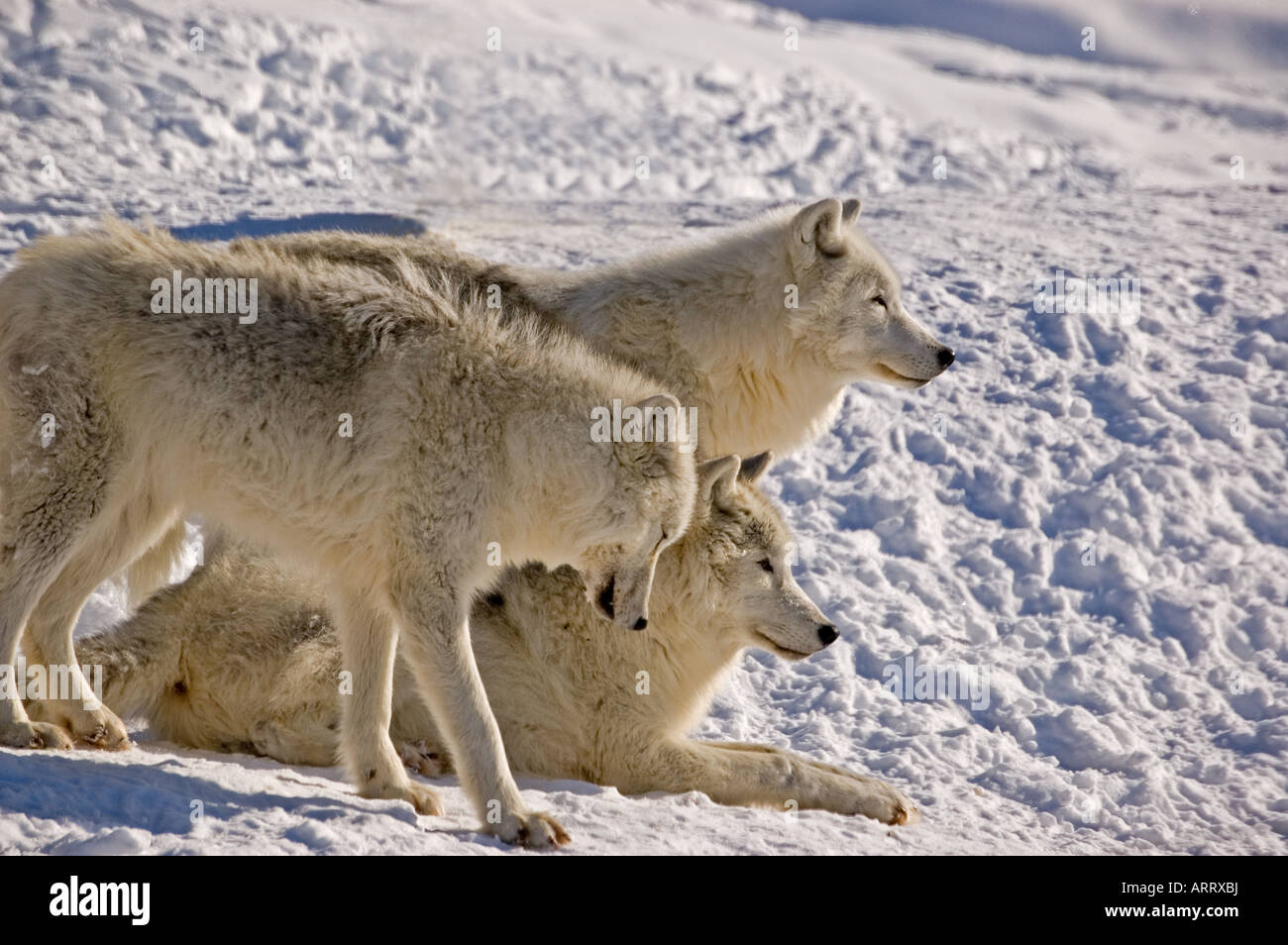 Group of wolves hi-res stock photography and images - Alamy