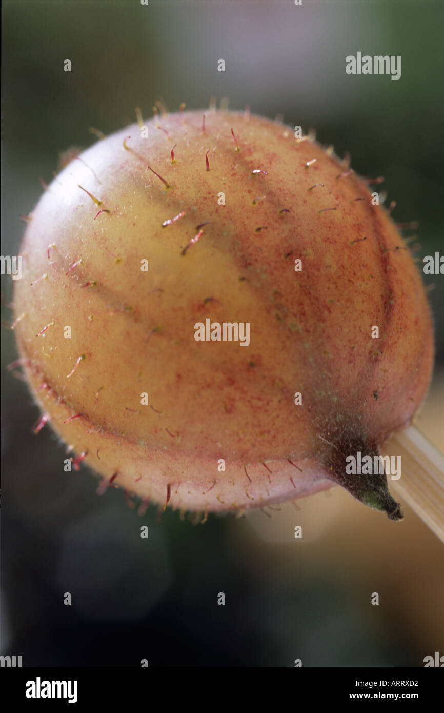Still life Dessert Gooseberry Stock Photo - Alamy
