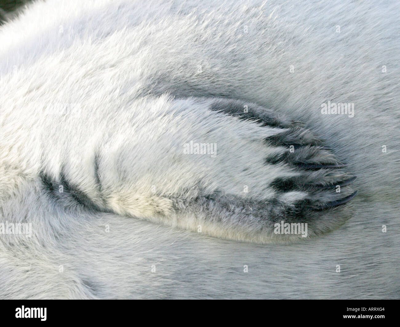 The paw of a grey seal Stock Photo - Alamy