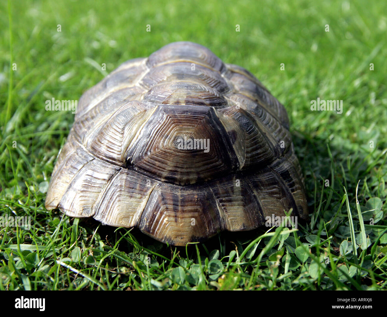 The back of a tortoise walking in the grass Stock Photo - Alamy