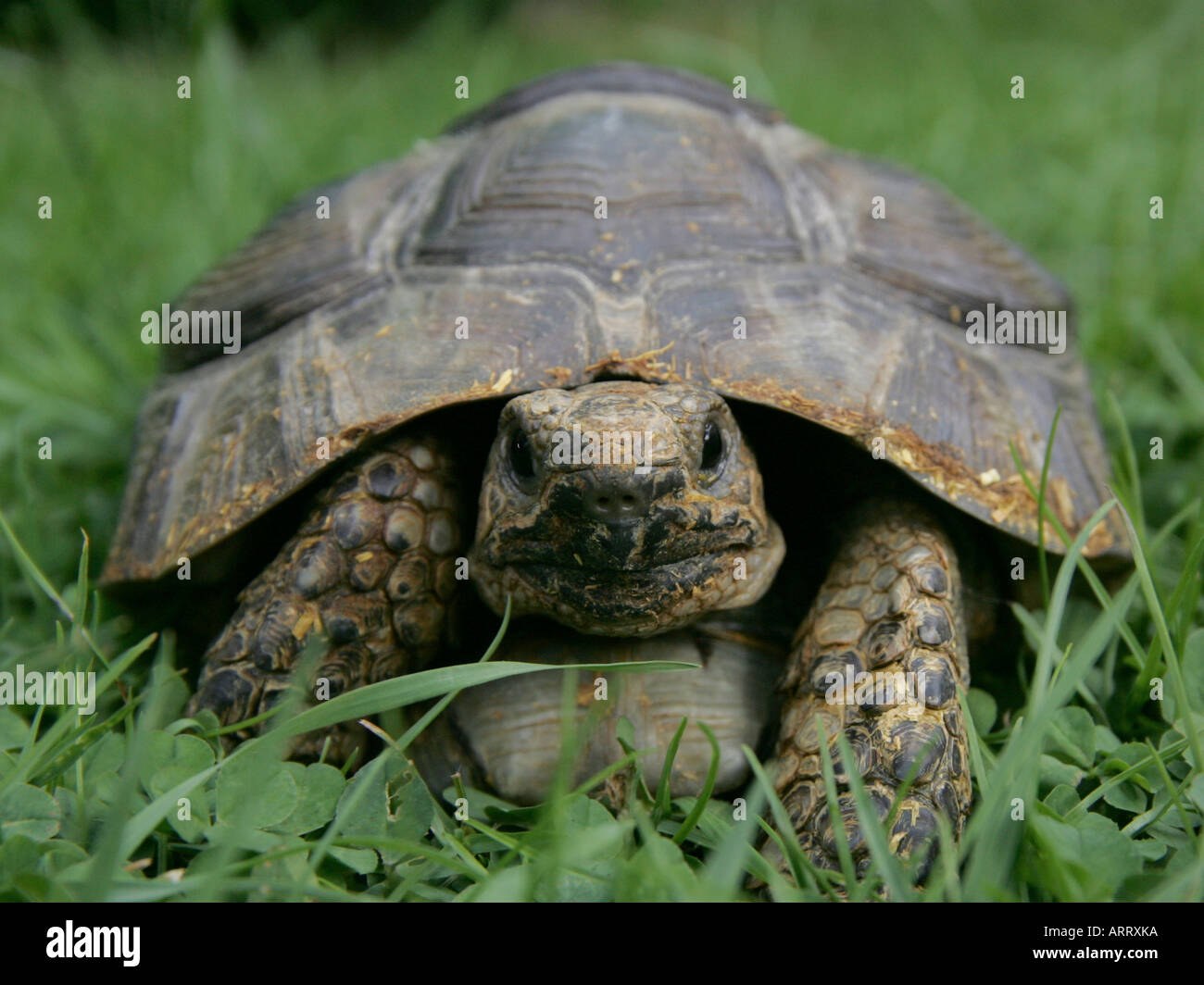 Tortoise head out shell free hi-res stock photography and images - Alamy