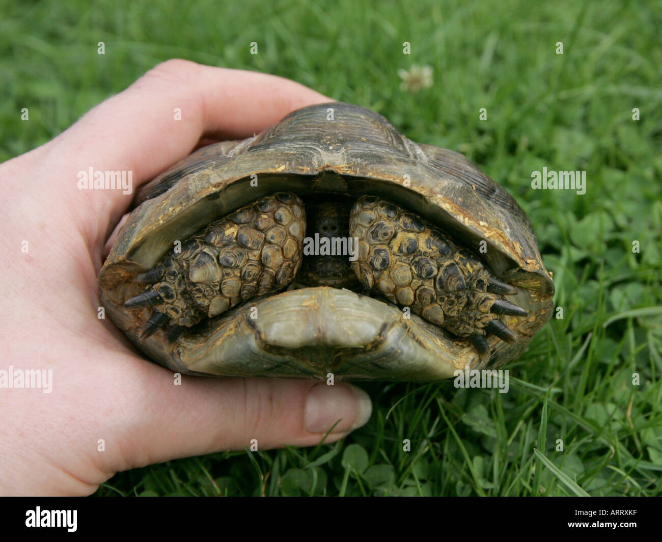 A tortoise with his head inside his shell Stock Photo - Alamy