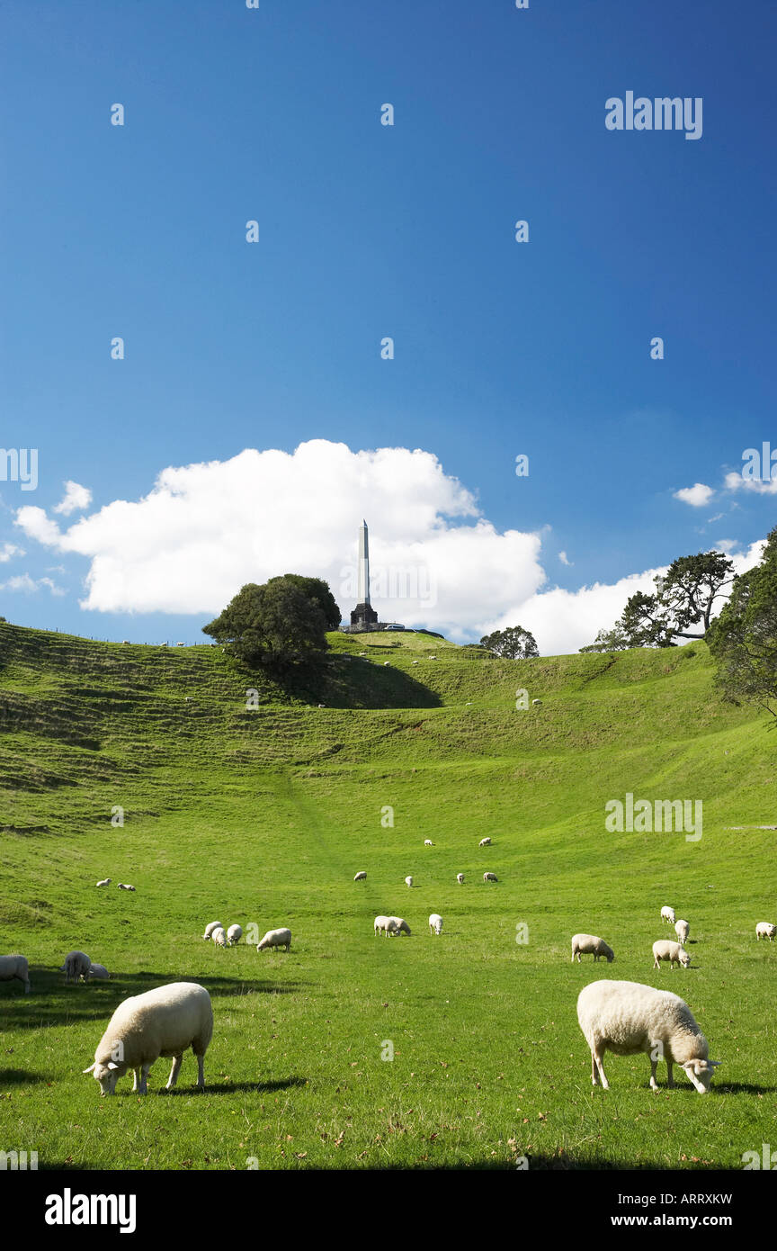 Sheep one tree hill domain hi-res stock photography and images - Alamy